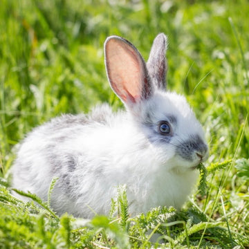 handcrafted soap made with alchemic mastery – Arcane Bunny Society